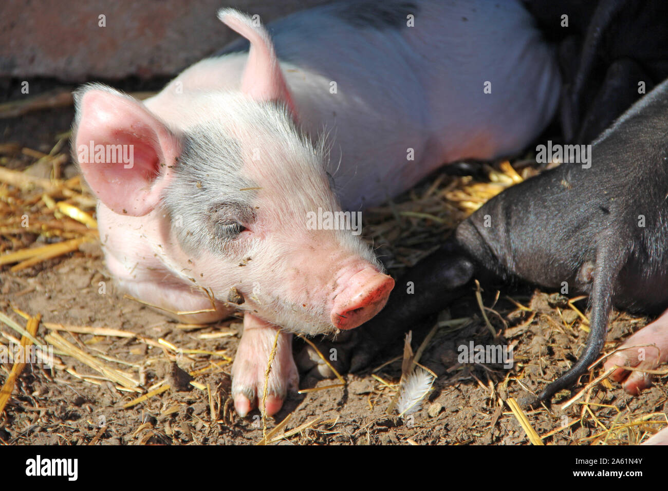 Pigs play and sleep on yard of farm. Pink piglets bask in sun and sleep ...