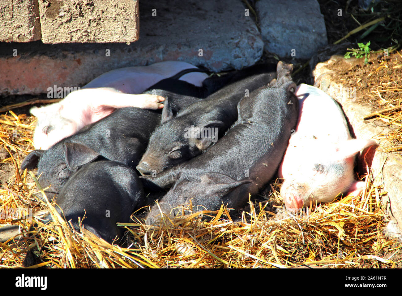Pigs play and sleep on yard of farm. Pink piglets bask in sun and sleep ...