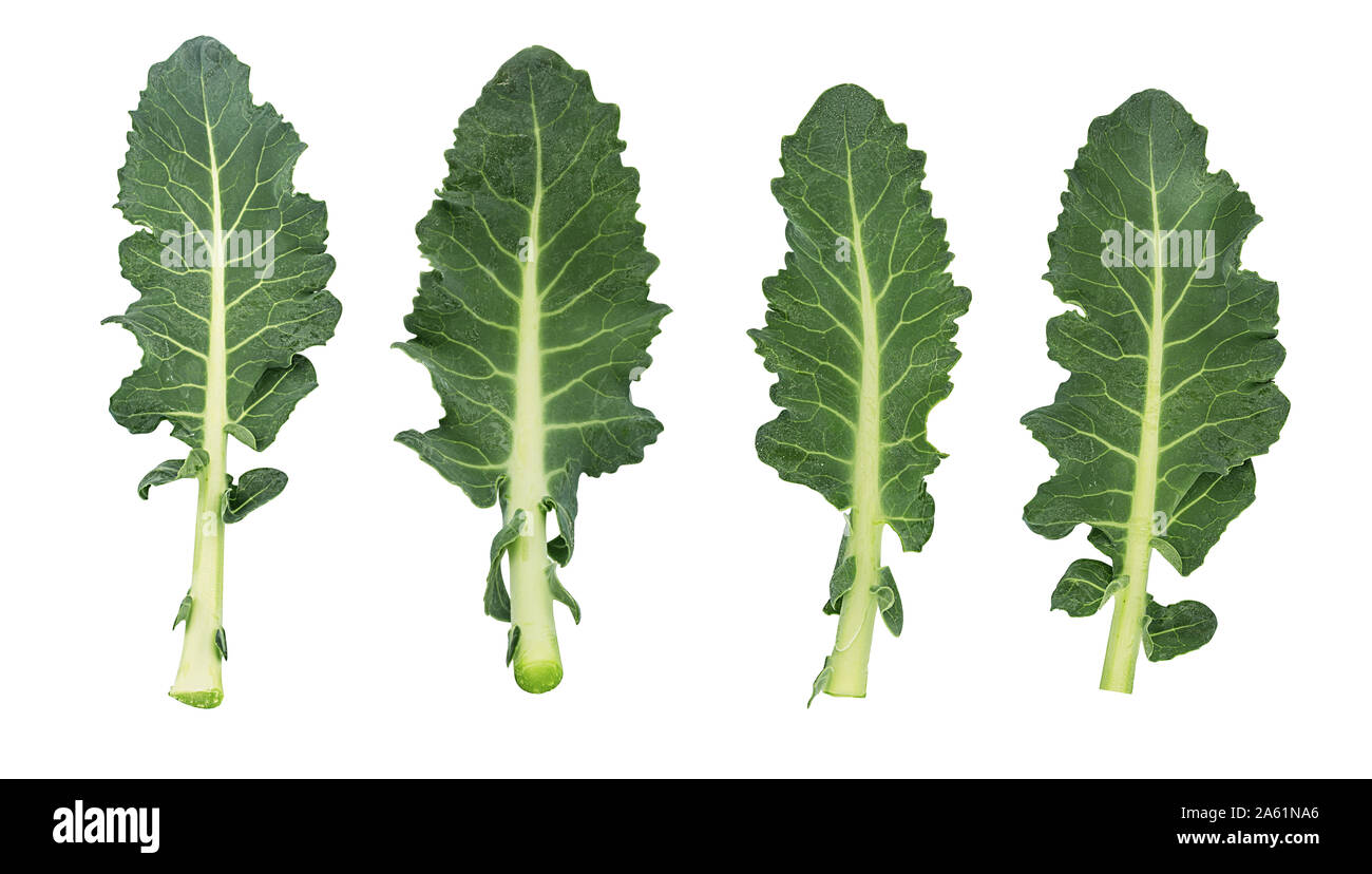 Broccoli leaf isolated on white background Stock Photo - Alamy