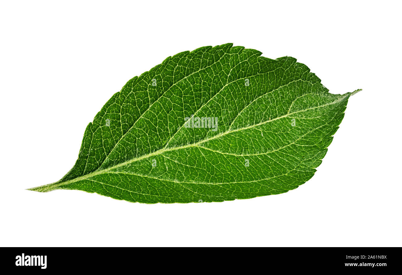 Apple leaf hi-res stock photography and images - Alamy