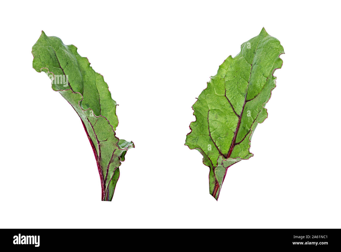 Beetroot leaves isolated on white Stock Photo - Alamy