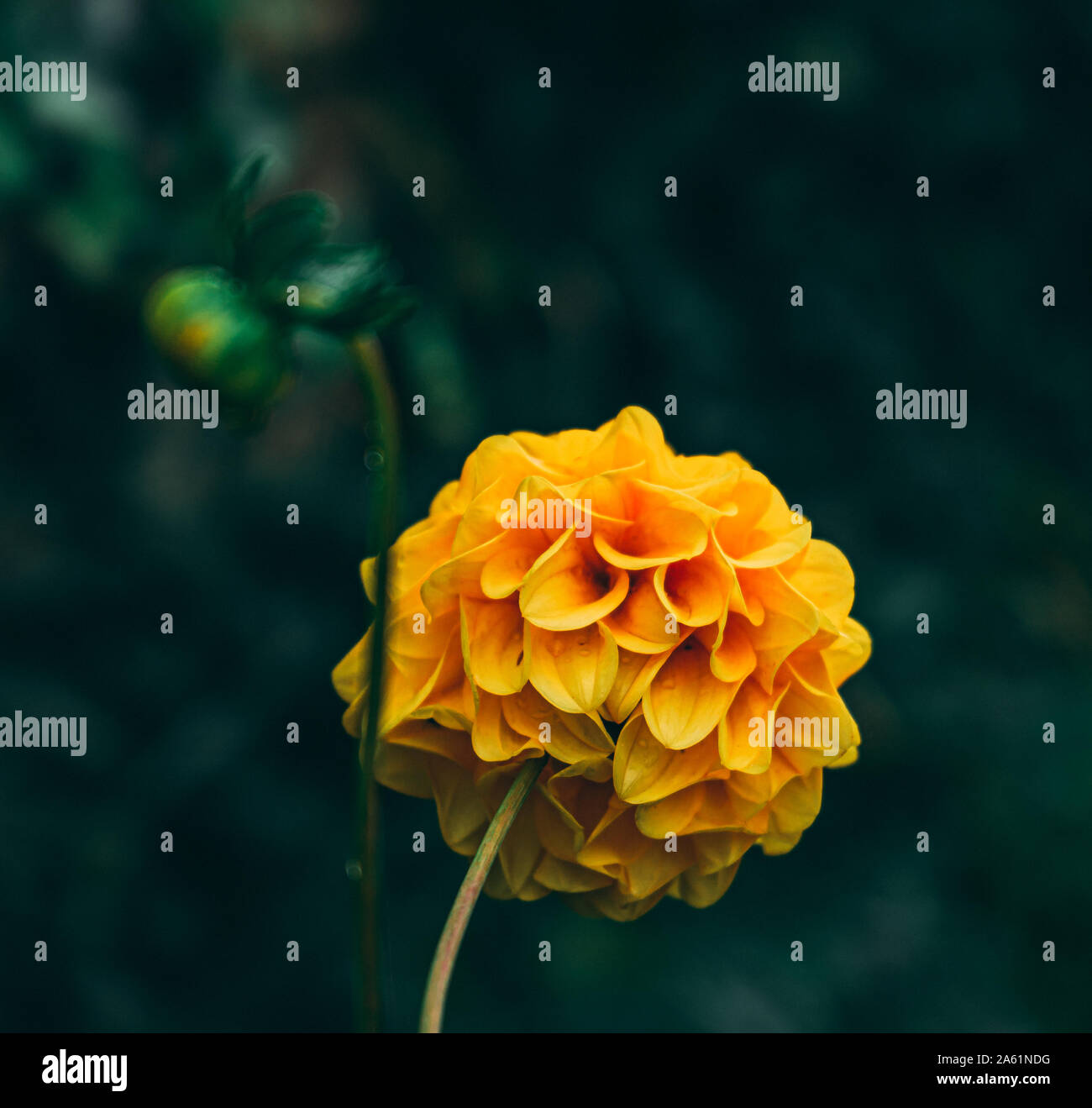 Yellow pom pom flowers hi-res stock photography and images - Alamy