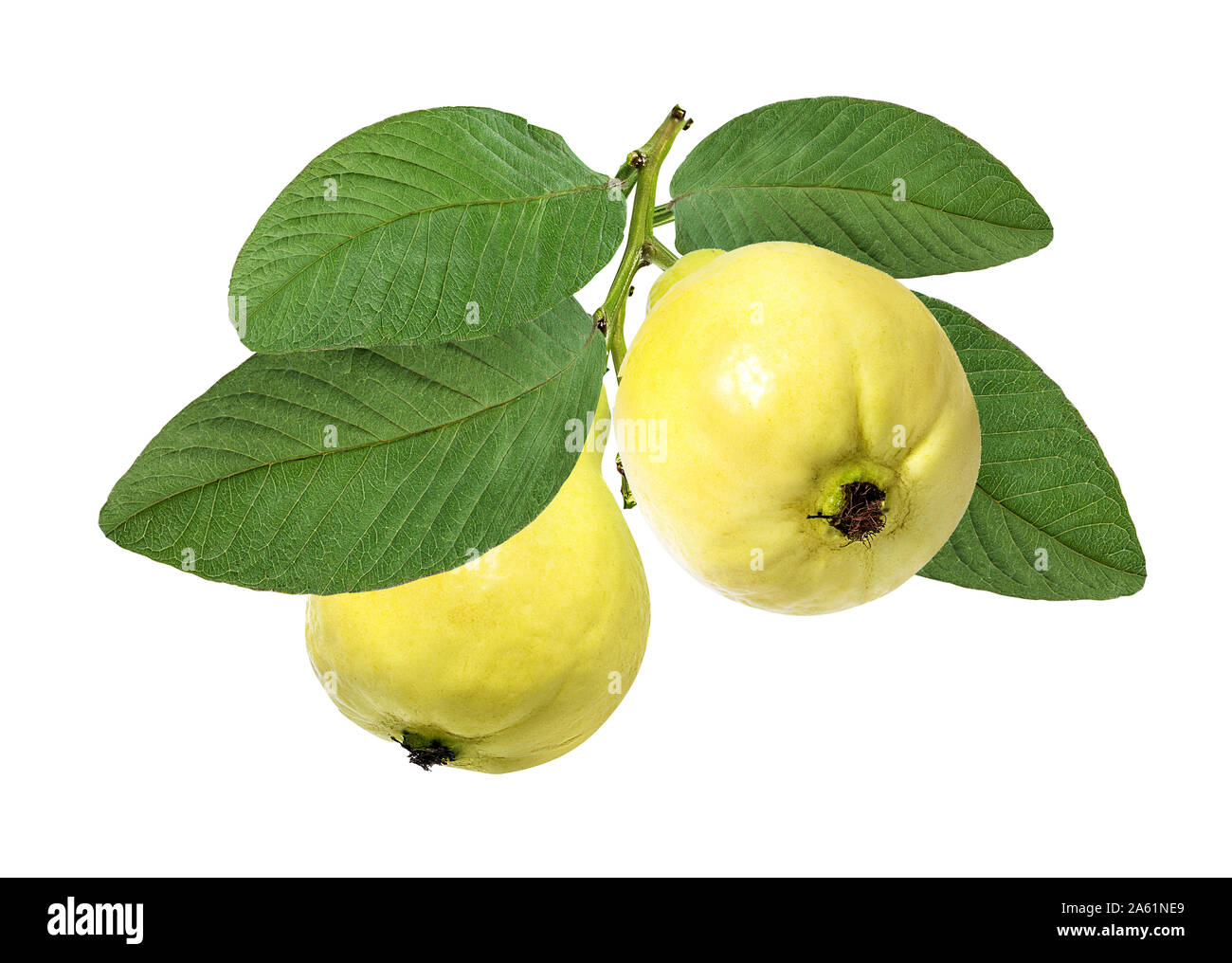 Guava isolated on white background Stock Photo - Alamy