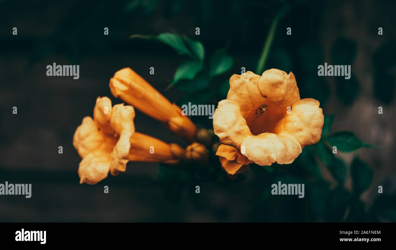 Beautiful golden yellow trumpet vine "Campsis radicans F. Flava Stock ...
