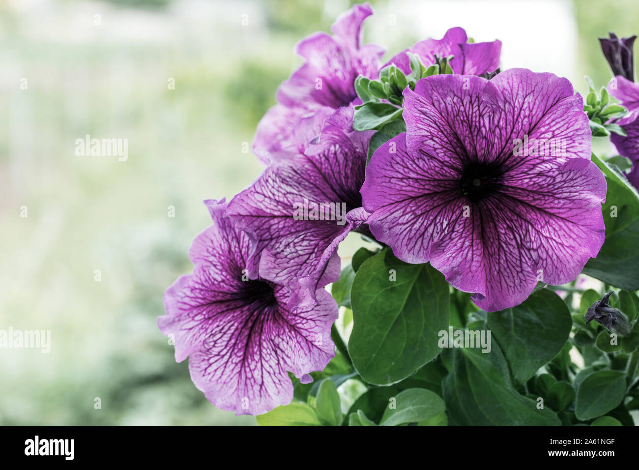 flower and nature spring bokeh background Stock Photo - Alamy