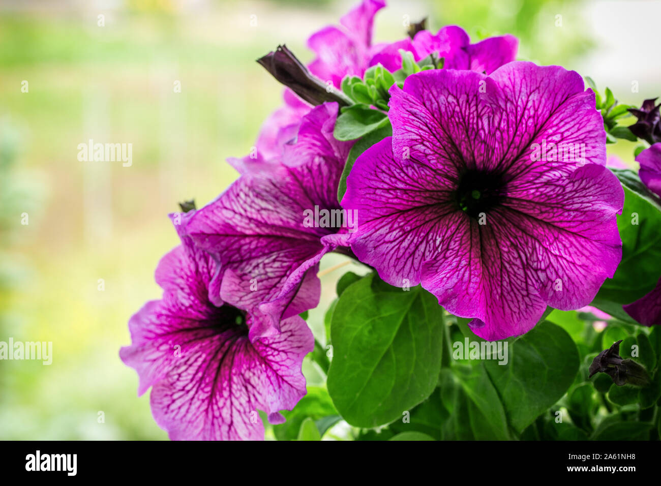 flower and nature spring bokeh background Stock Photo - Alamy