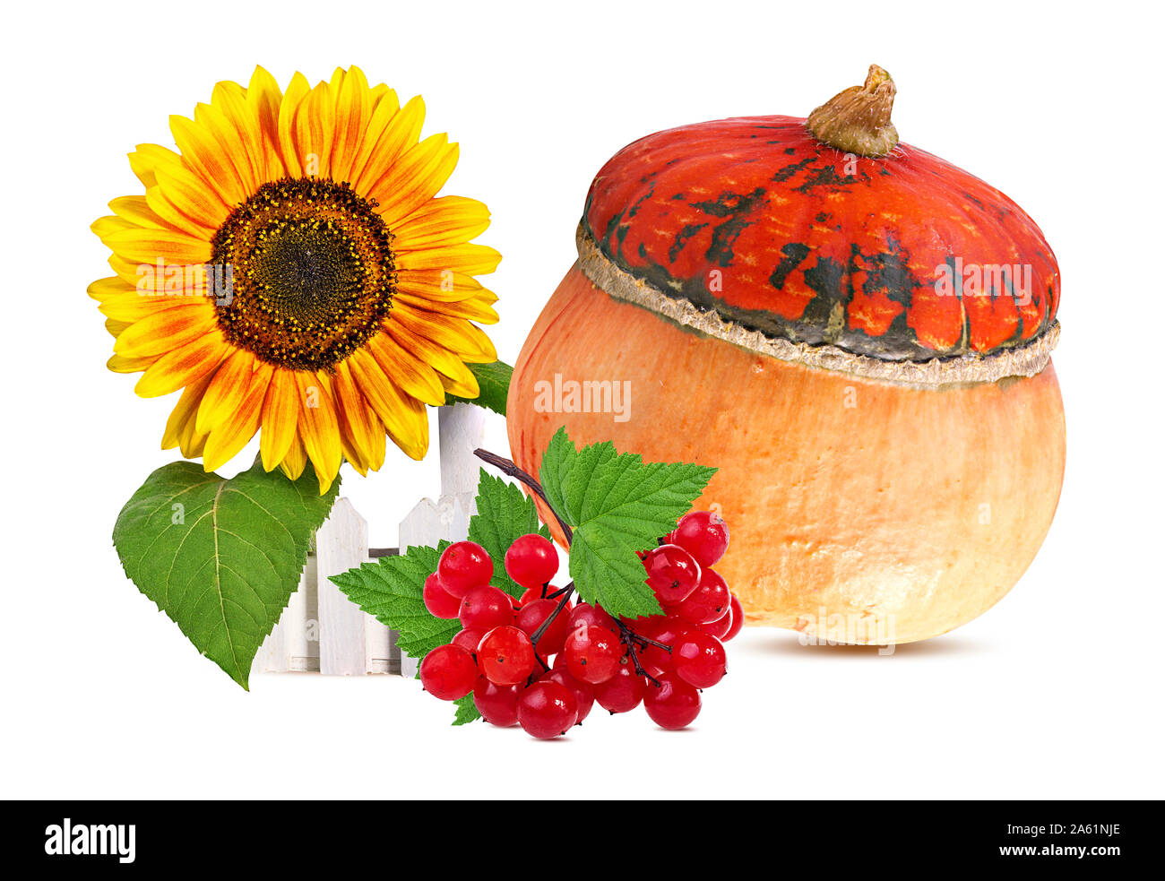 sunflowers,viburnum and pumpkins isolated on white background Stock ...