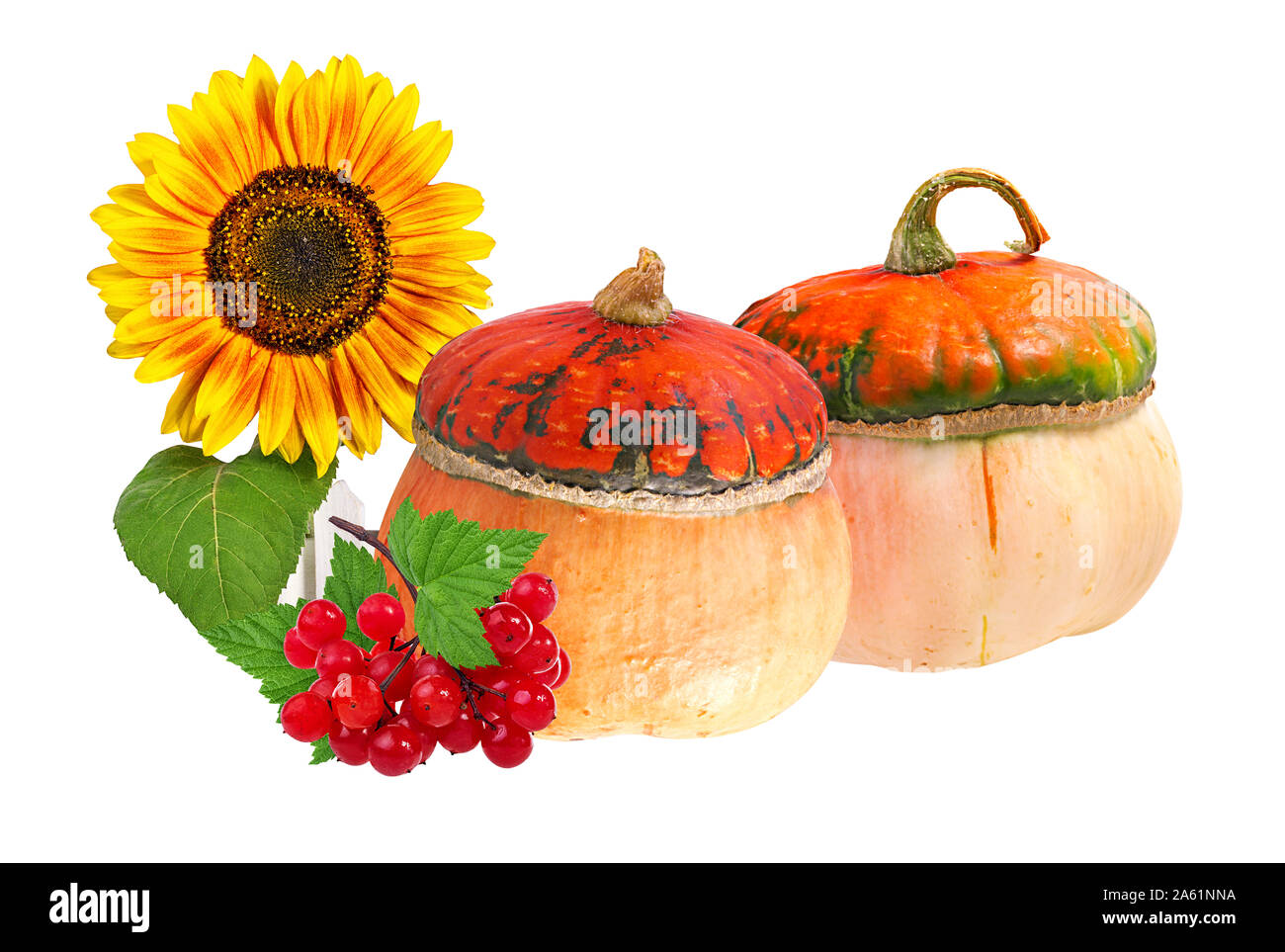 sunflowers,viburnum and pumpkins isolated on white background Stock ...