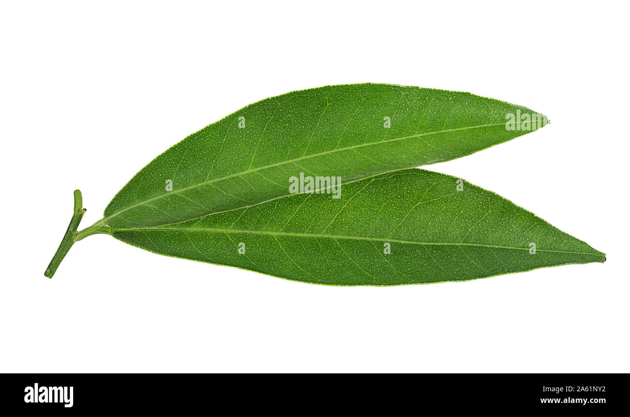 Peach leaf isolated on white background Stock Photo - Alamy