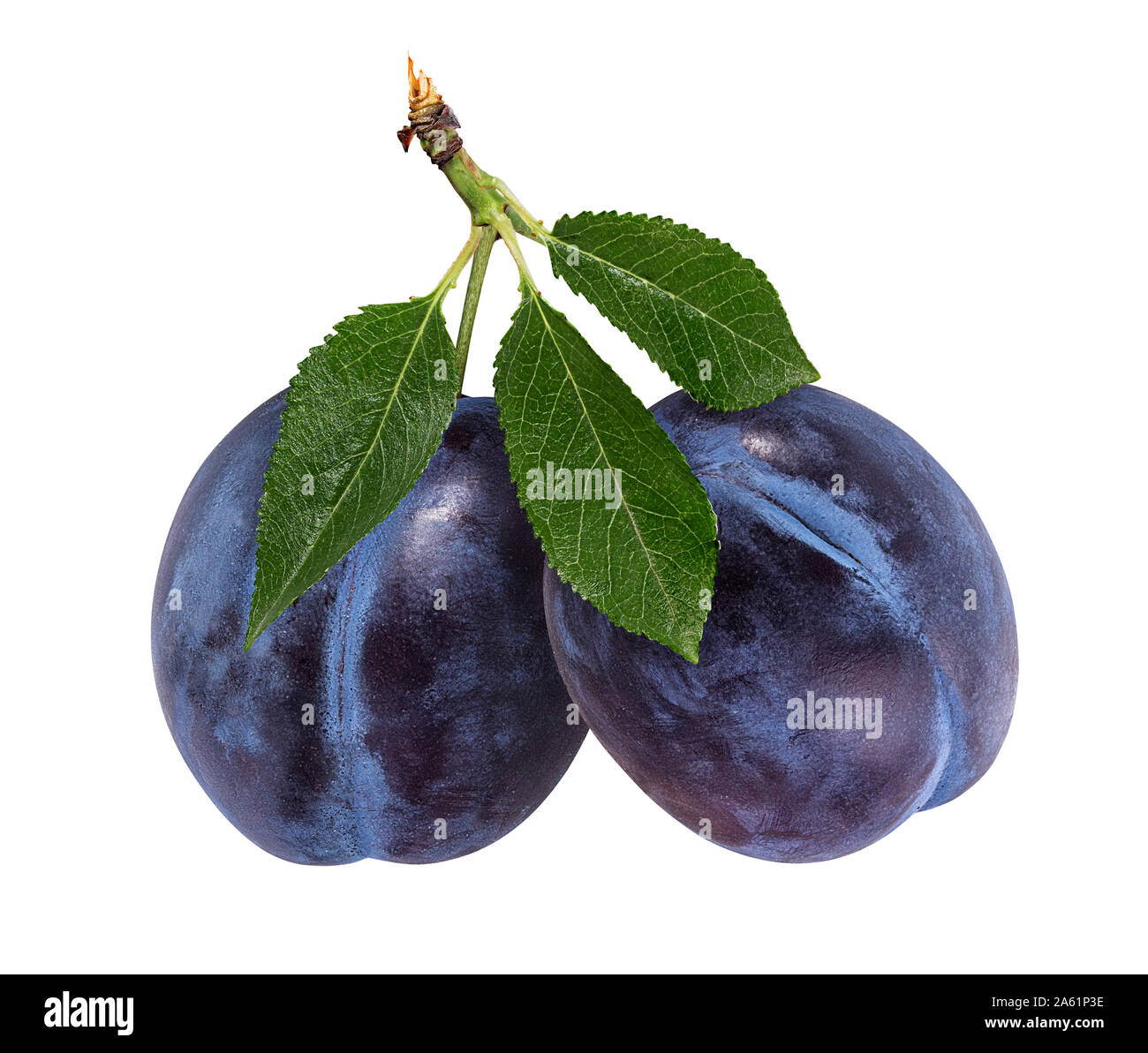 plum on a white background Stock Photo - Alamy