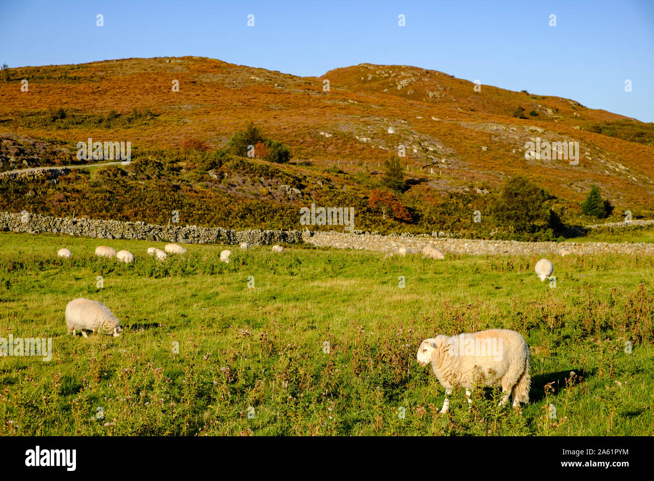 Sheep grazing on welsh hillside hi-res stock photography and images - Alamy