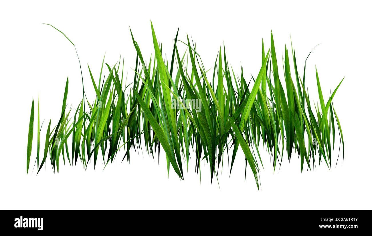 3D rendering of a patch of grass isolated on white background Stock ...