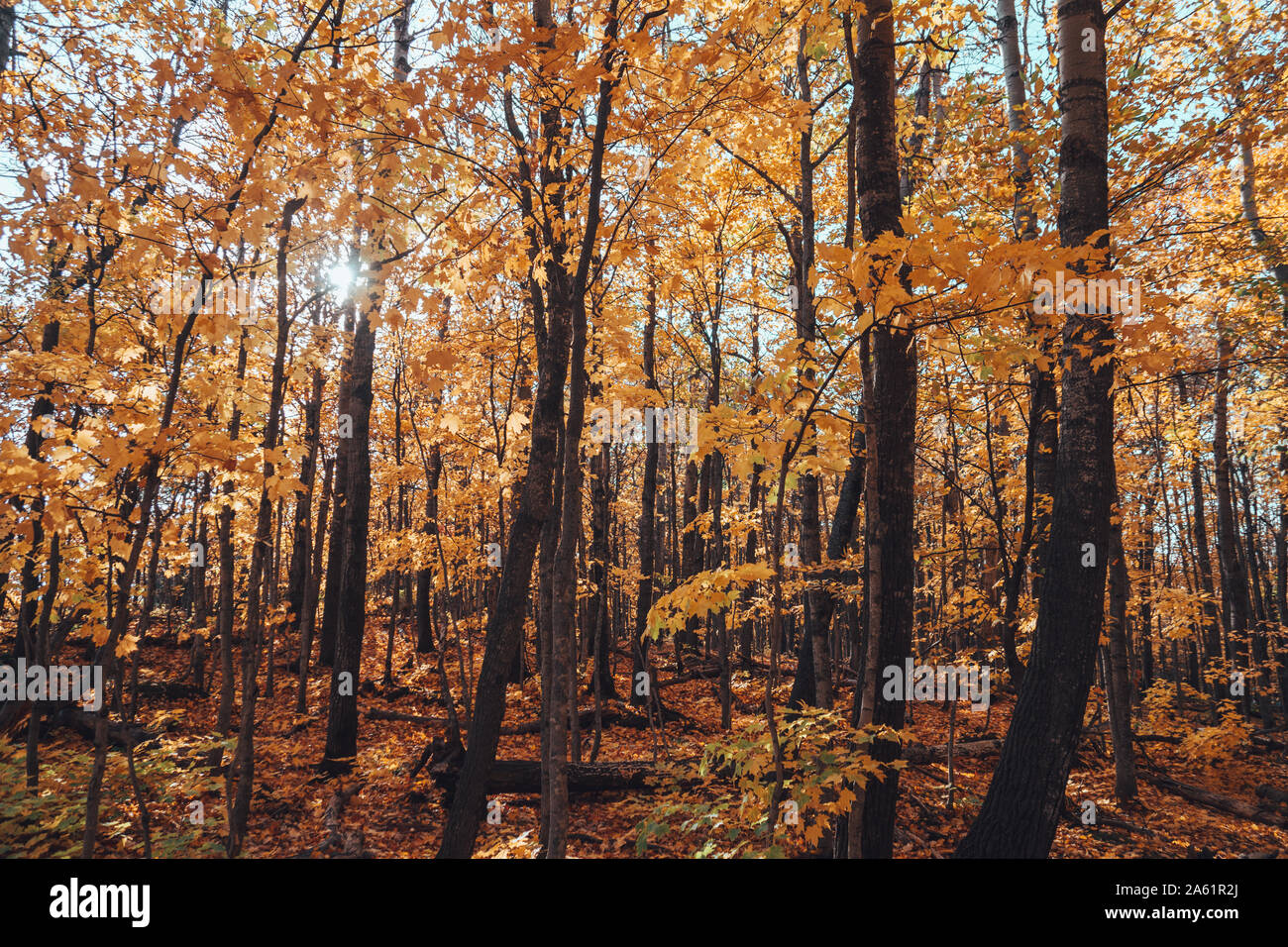 Fall colors on the tree leaves in the Upper Peninsula of Michigan Stock ...