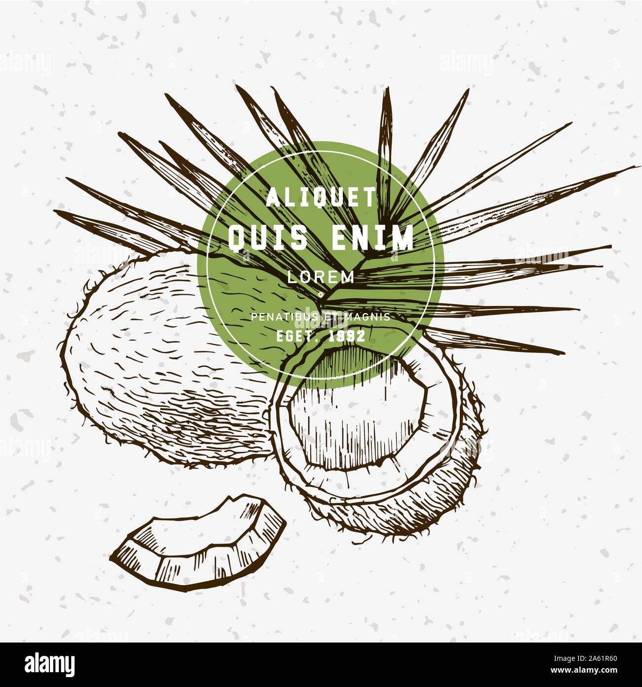 Sketch vector tropical food illustration. Coconut nut vintage design ...