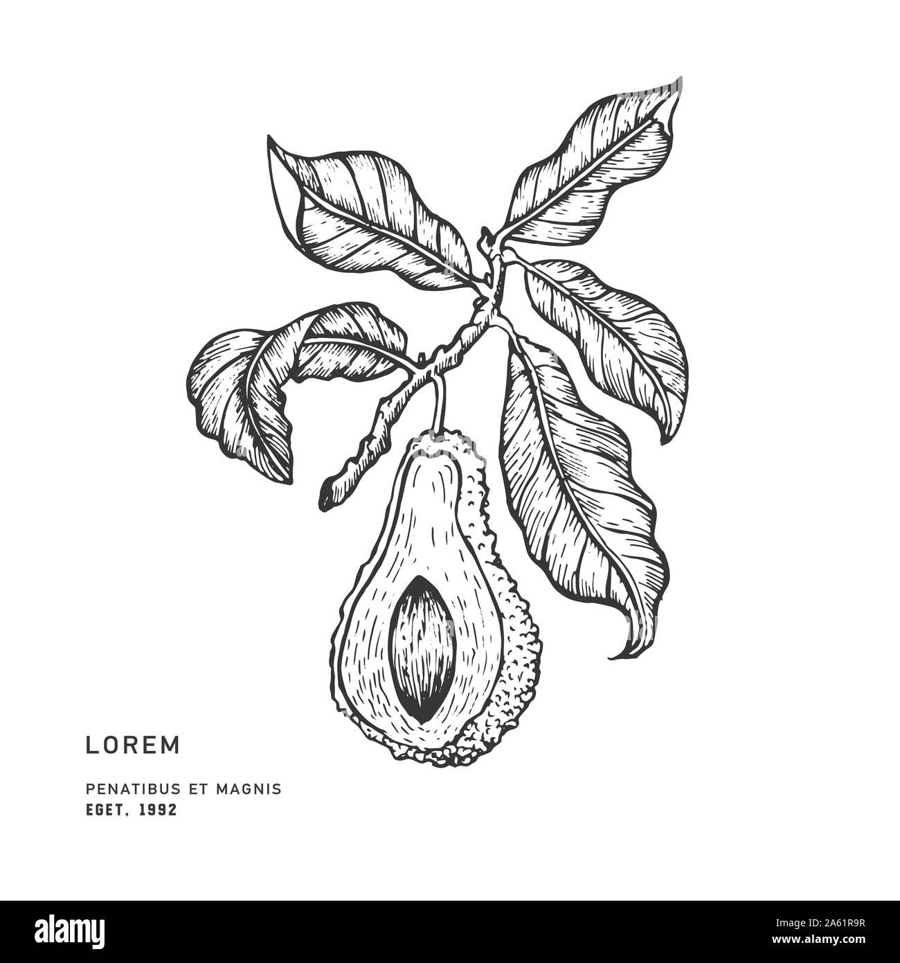 Avocado sliced white background Black and White Stock Photos & Images ...