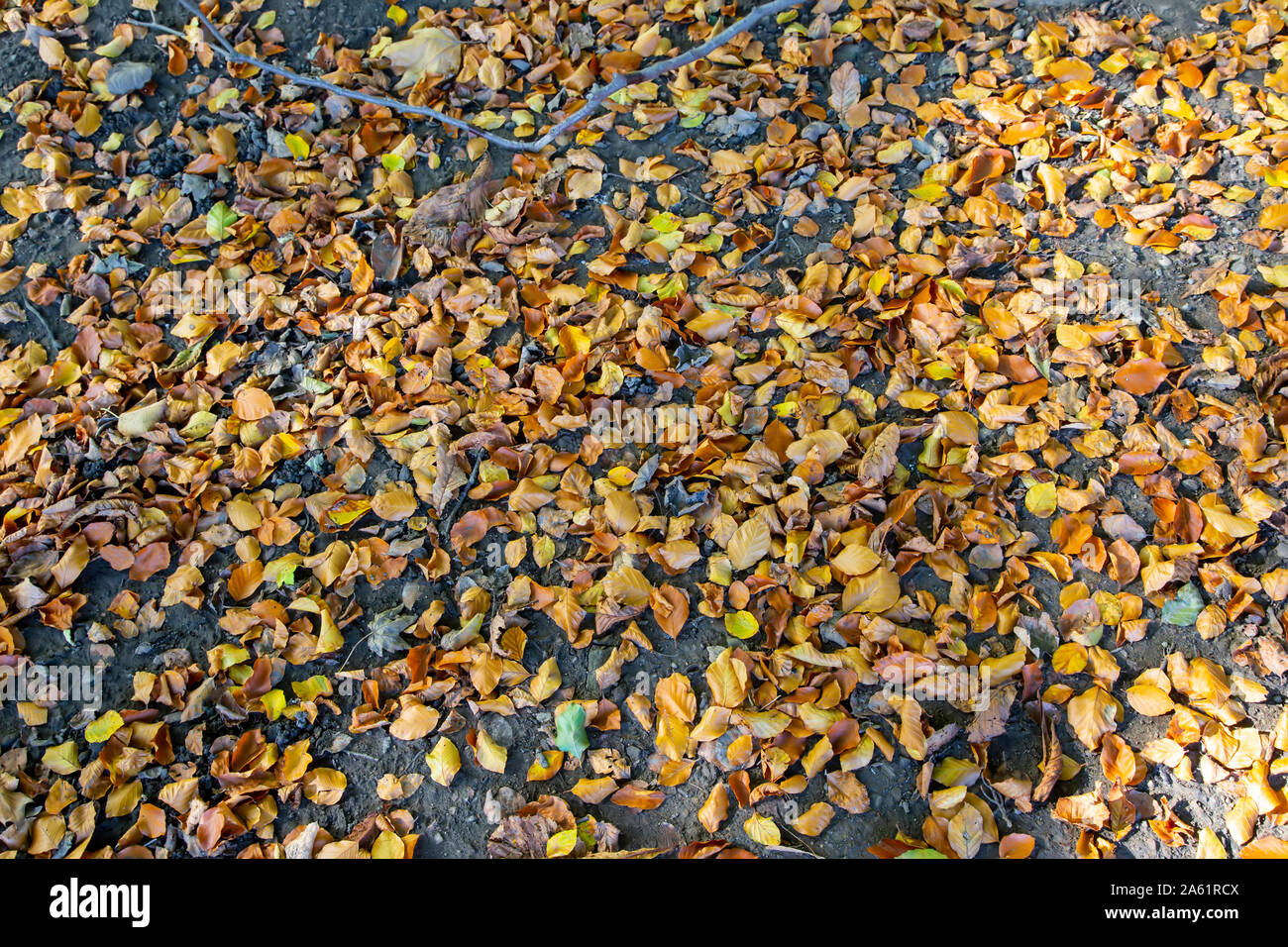 Autumn leaves litter the ground beneath the deciduous trees at Crow ...