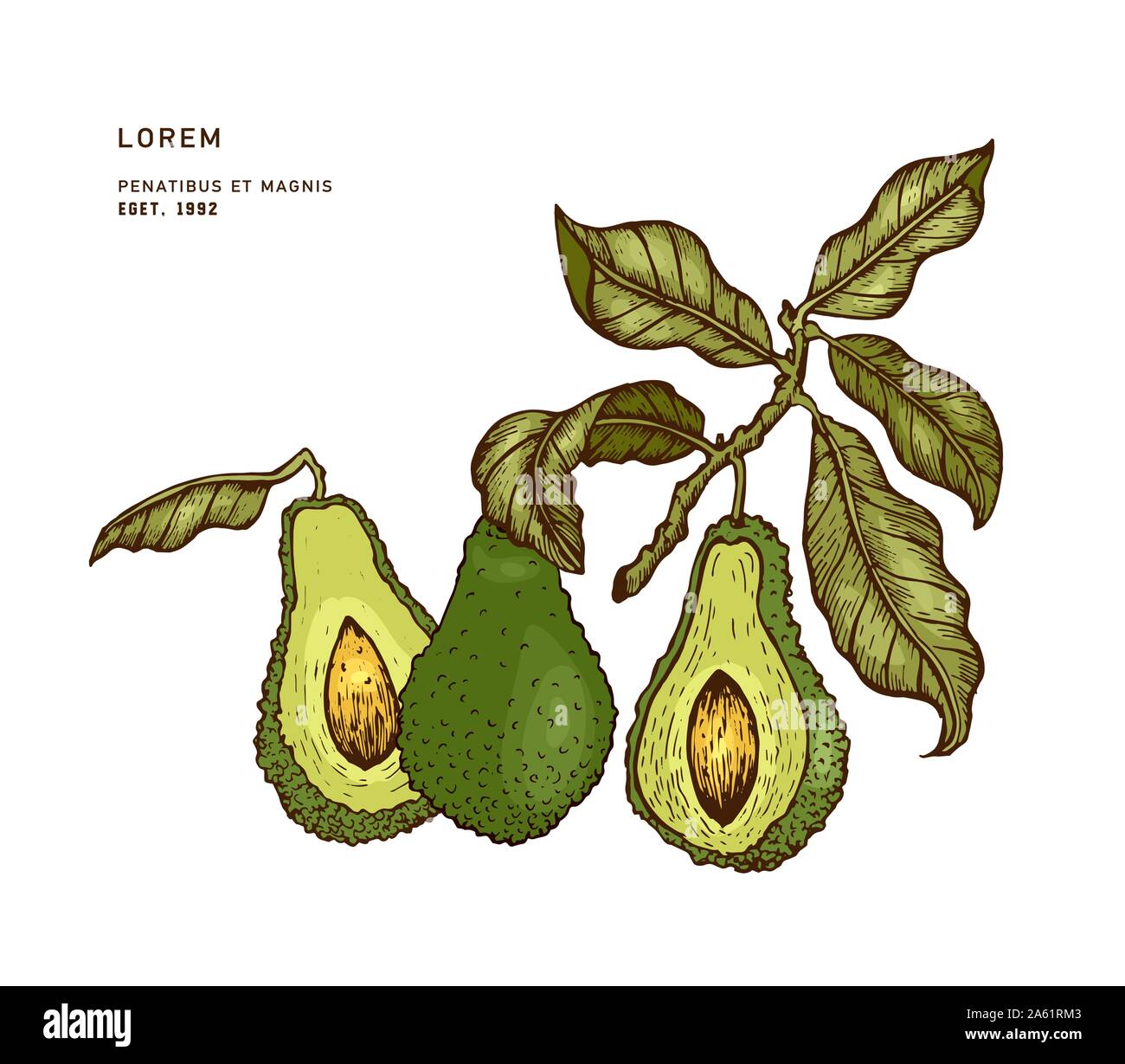 Vector hand drawn avocado and sliced pieces. Engraved style ...