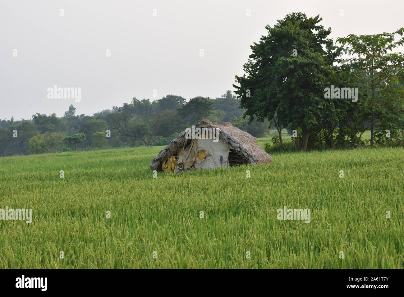 Bog house small house hi-res stock photography and images - Alamy
