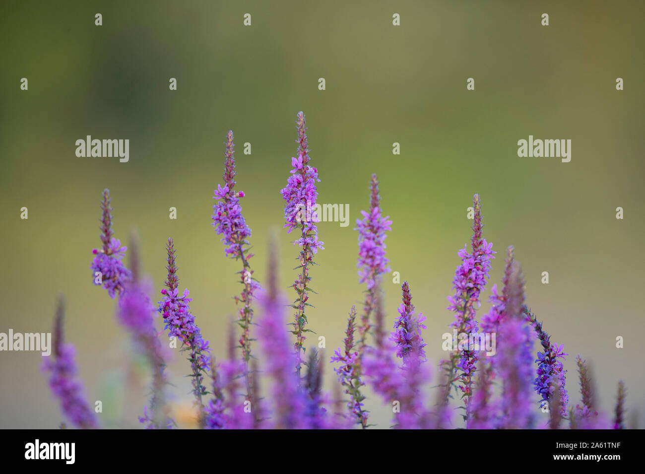 A cluster of bright purple flowers in soft light with a smooth green ...