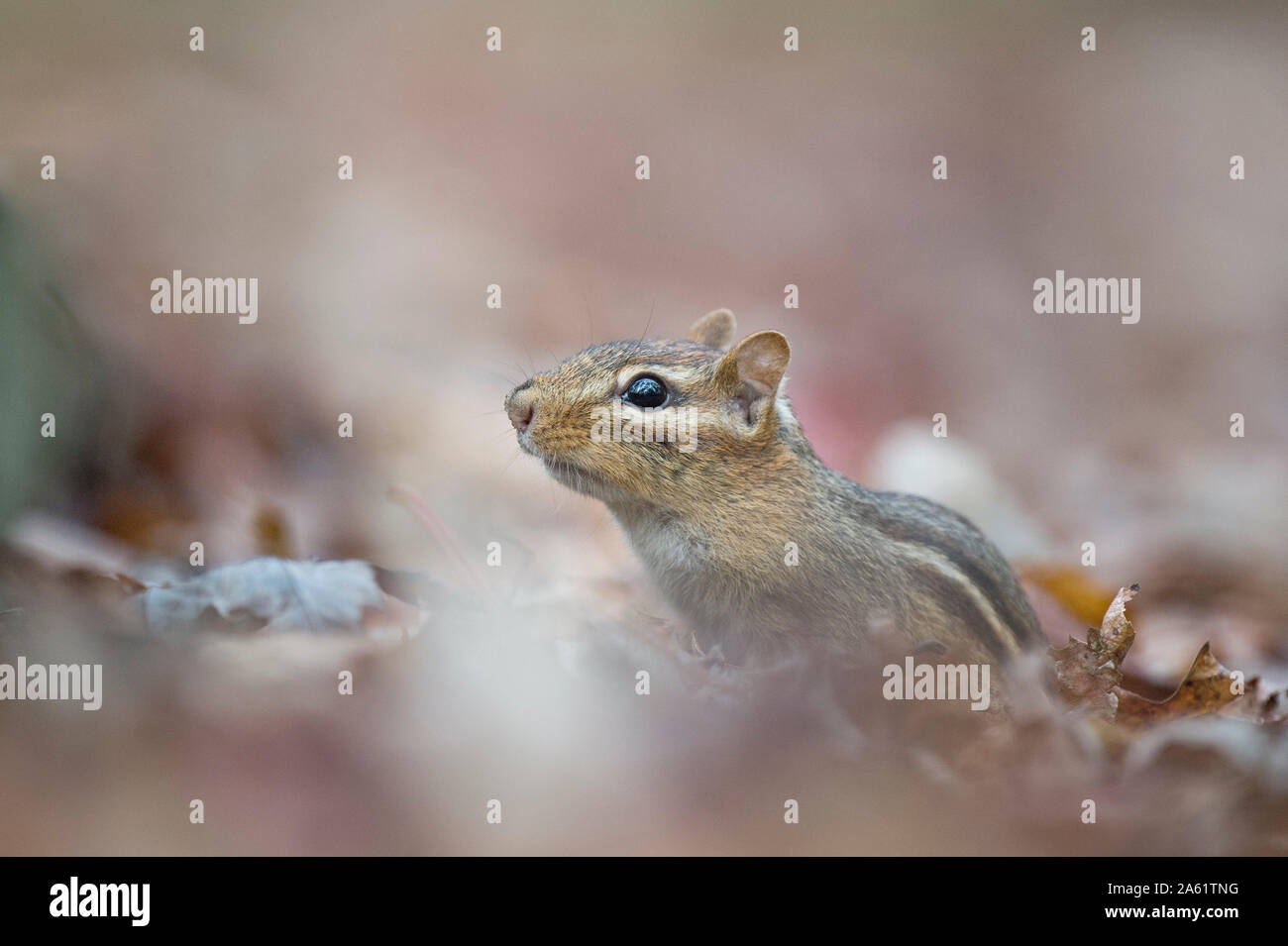 A small and cute Chipmunk searches for food on the ground in the forest ...