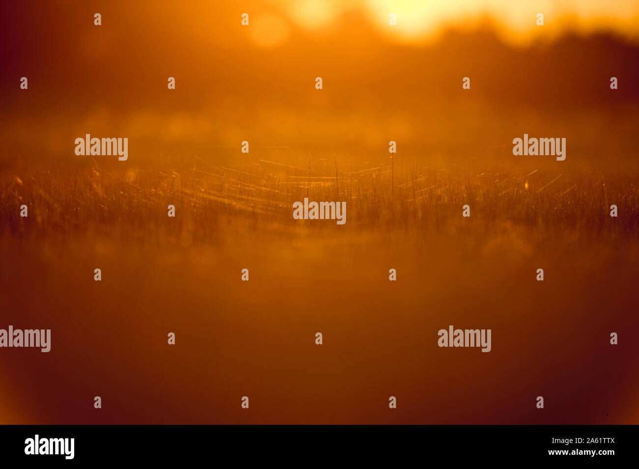 A wide open marsh glows in the morning sunlight with spider webs in the ...