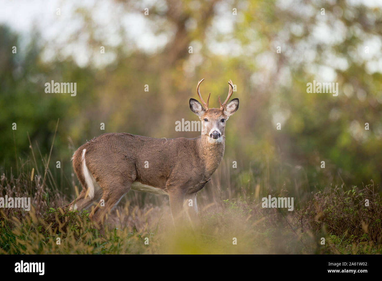 A Whitetail Deer buck with antlers stands in the forest in soft ...