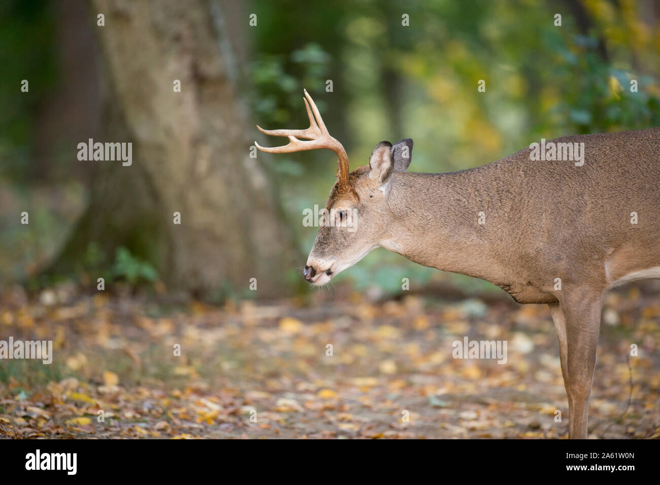 A young Whitetail Deer buck with antlers stands in the forest in soft ...