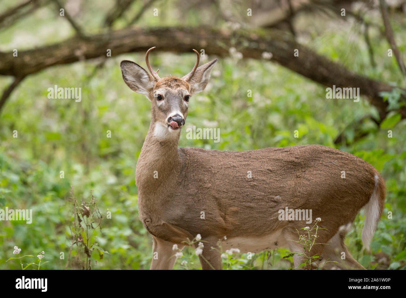 A Whitetail Deer buck with antlers stands in the forest in soft ...
