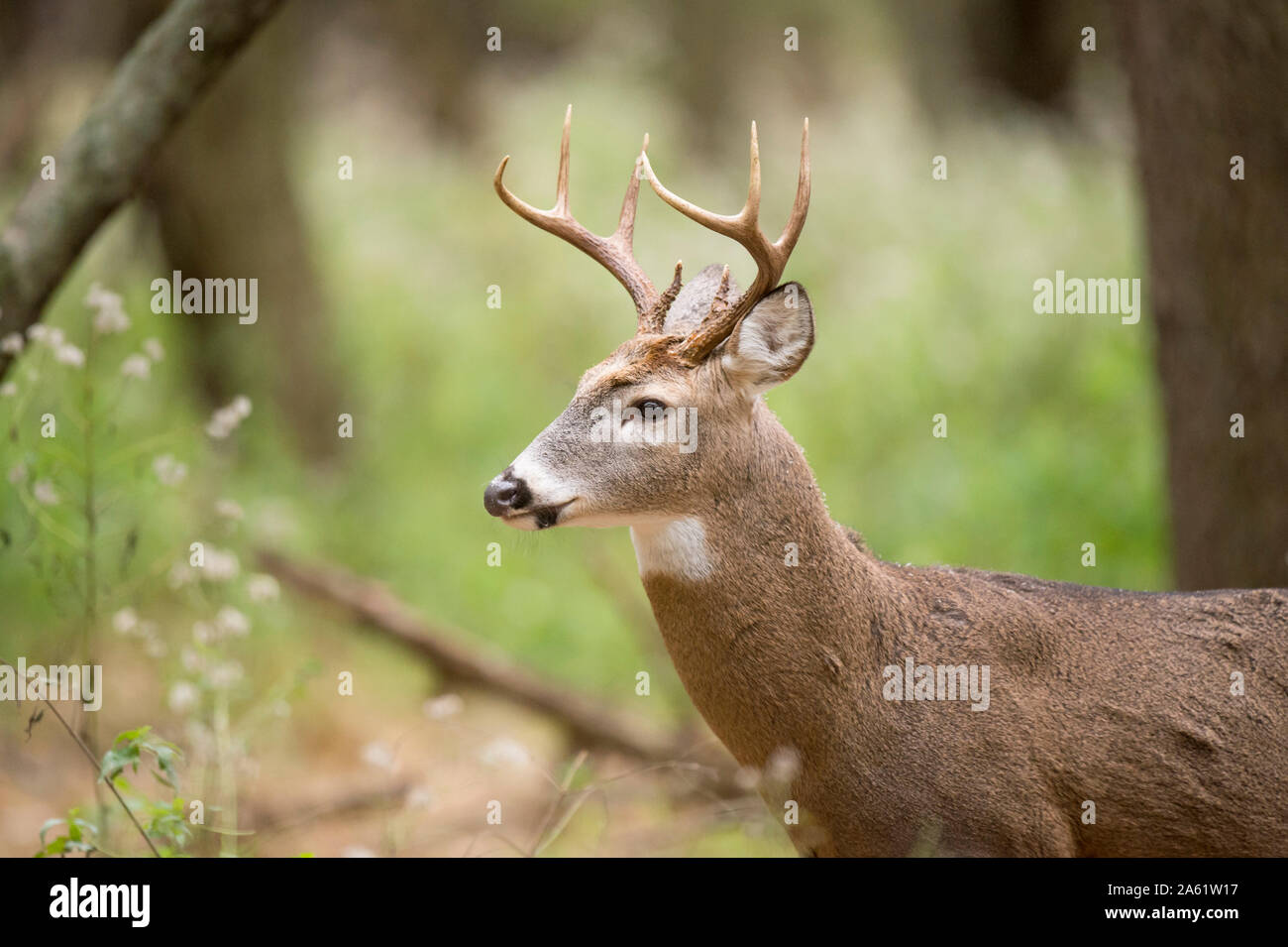 A Whitetail Deer buck with antlers stands in the forest in soft ...