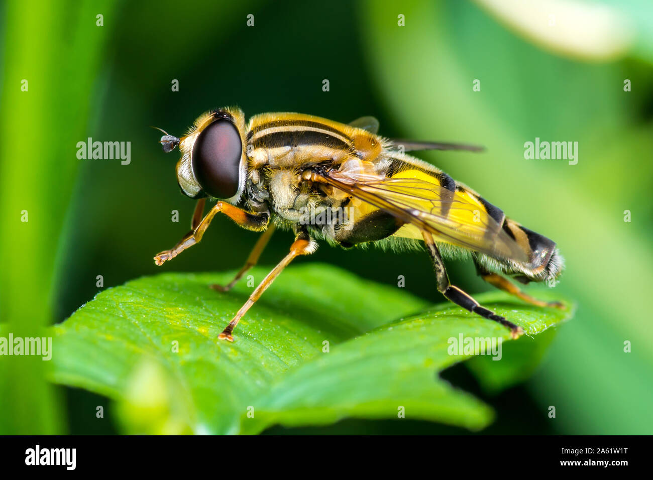 Exotic Drosophila Fruit Fly Hoverfly Diptera Parasite Insect on Plant ...