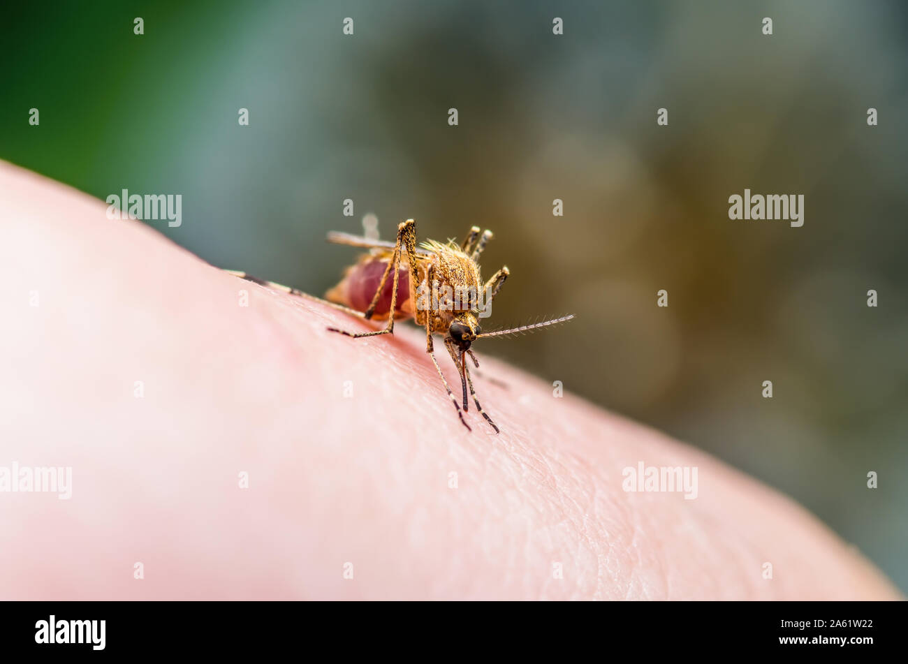 Yellow Fever, Malaria or Zika Virus Infected Culex Mosquito Parasite ...