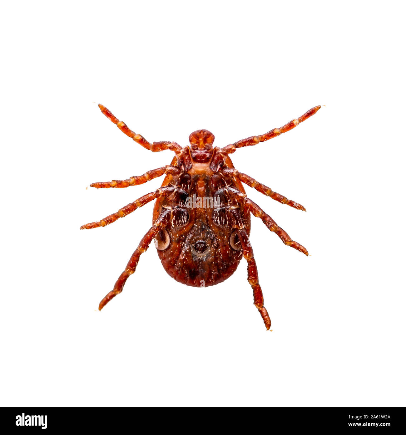 Encephalitis Virus or Lyme Borreliosis Disease or Monkey Fever ...