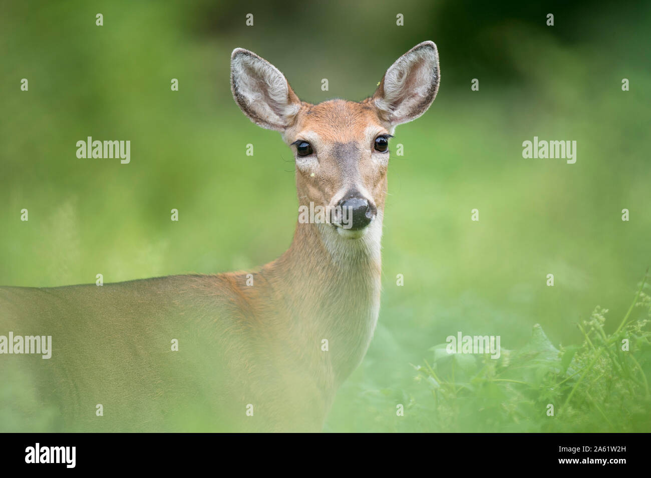 A Whitetail Deer close portrait with a smooth green background in soft ...