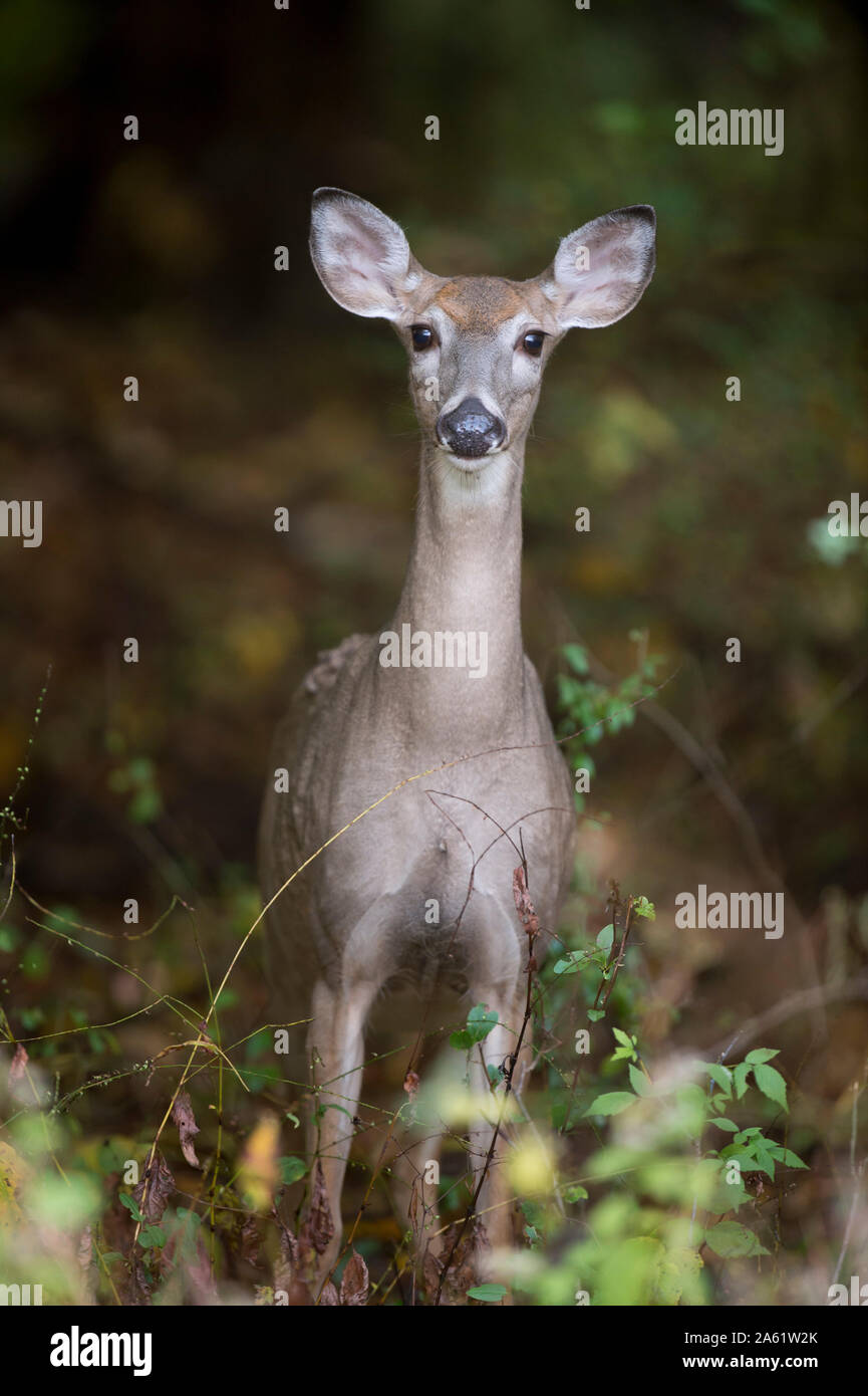 Whitetail Deer stand tall looking at the camera in soft light in the ...