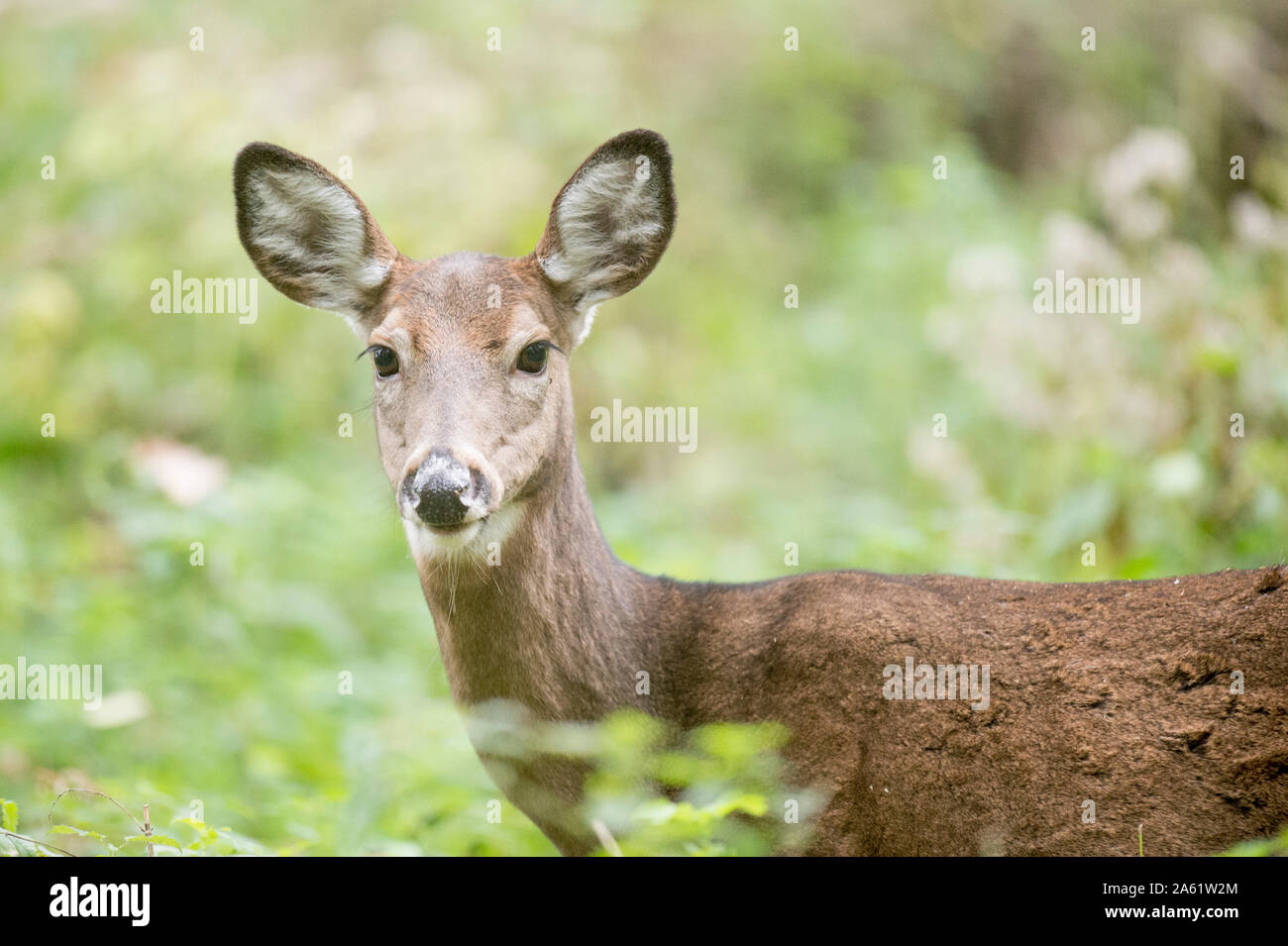 Whitetail deer doe hi-res stock photography and images - Alamy