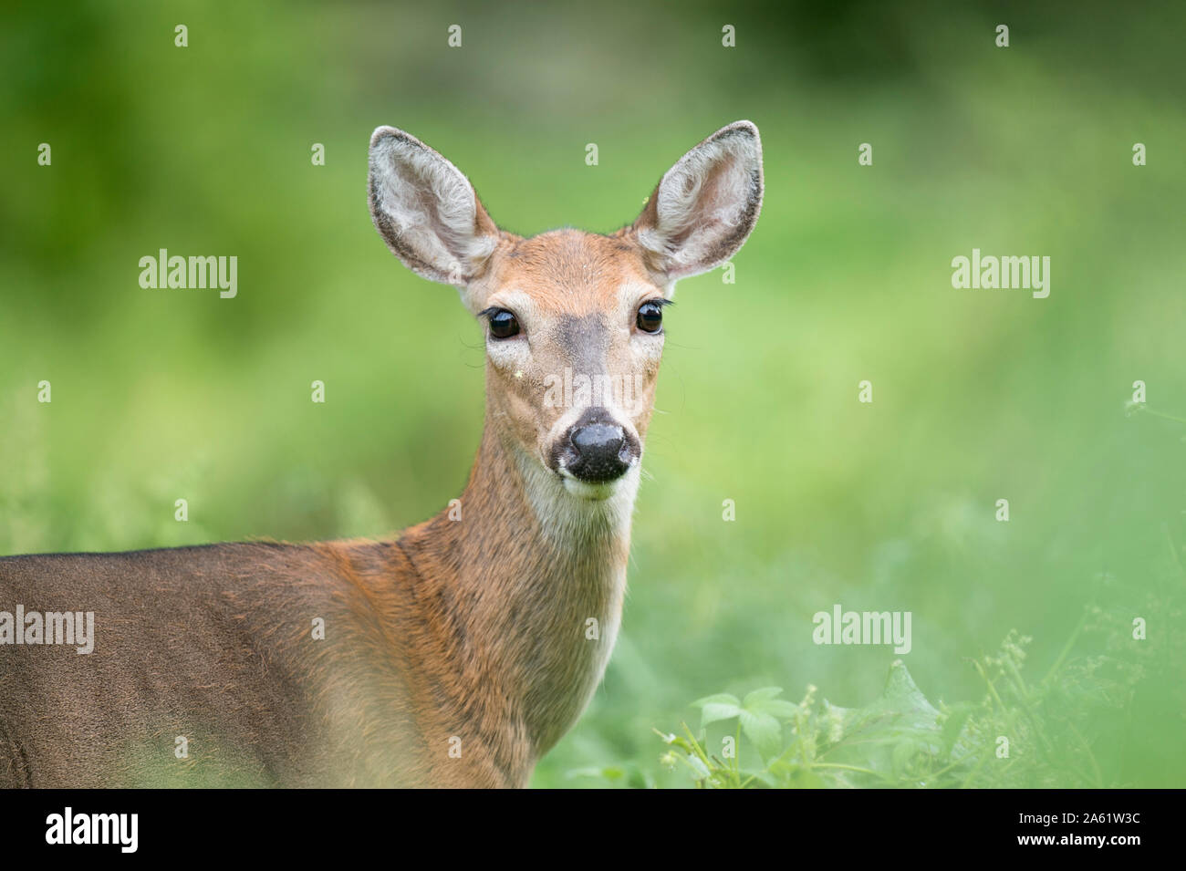 A Whitetail Deer close portrait with a smooth green background in soft ...