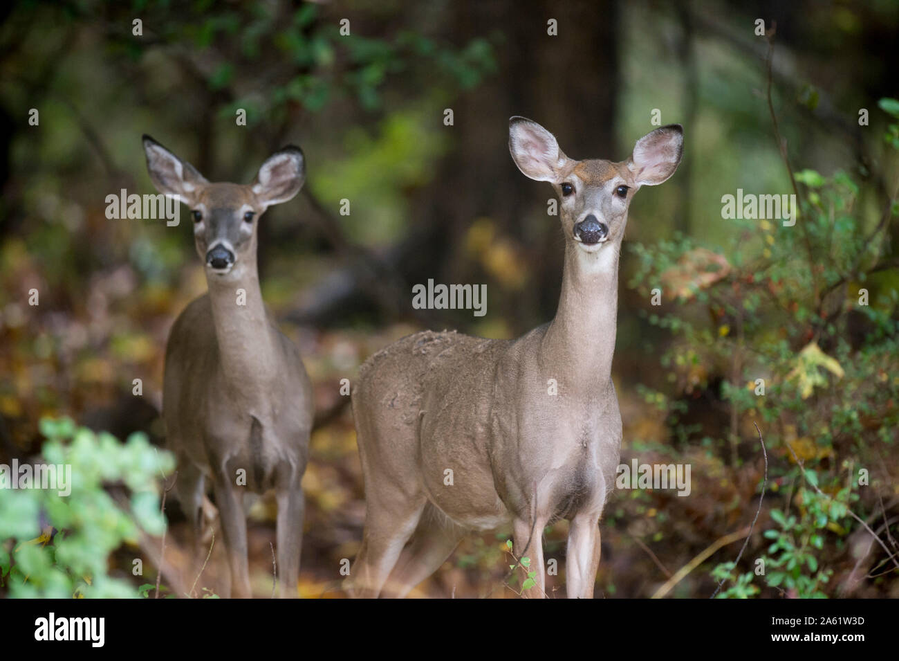 Whitetail Deer stand tall looking at the camera in soft light in the ...