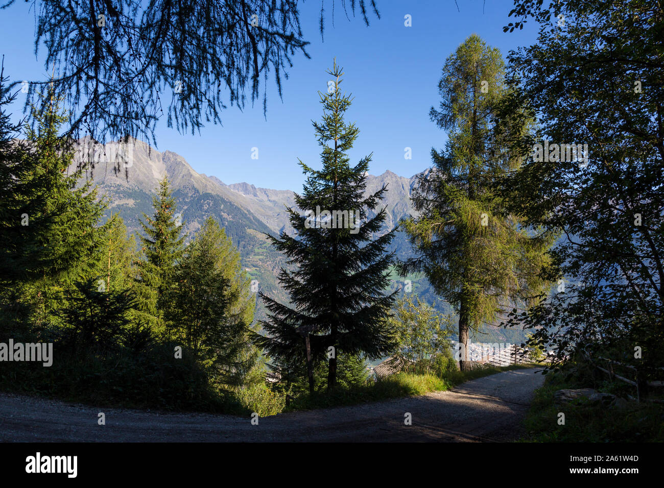 Mountain Forest view Stock Photo - Alamy