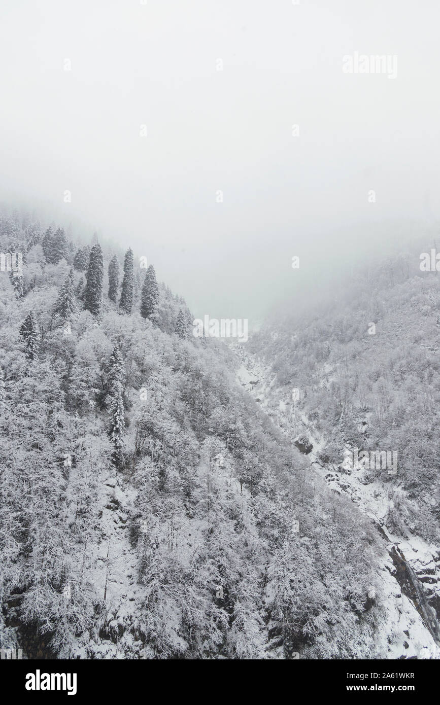 Landscape view of snowy hills with pine trees Stock Photo - Alamy