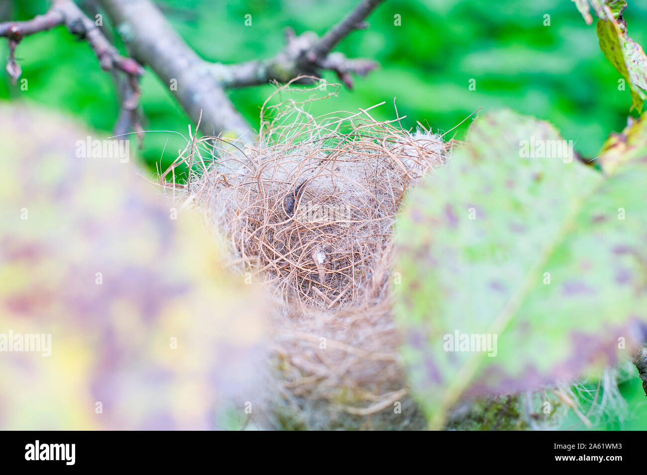 Empty birds nest hi-res stock photography and images - Alamy