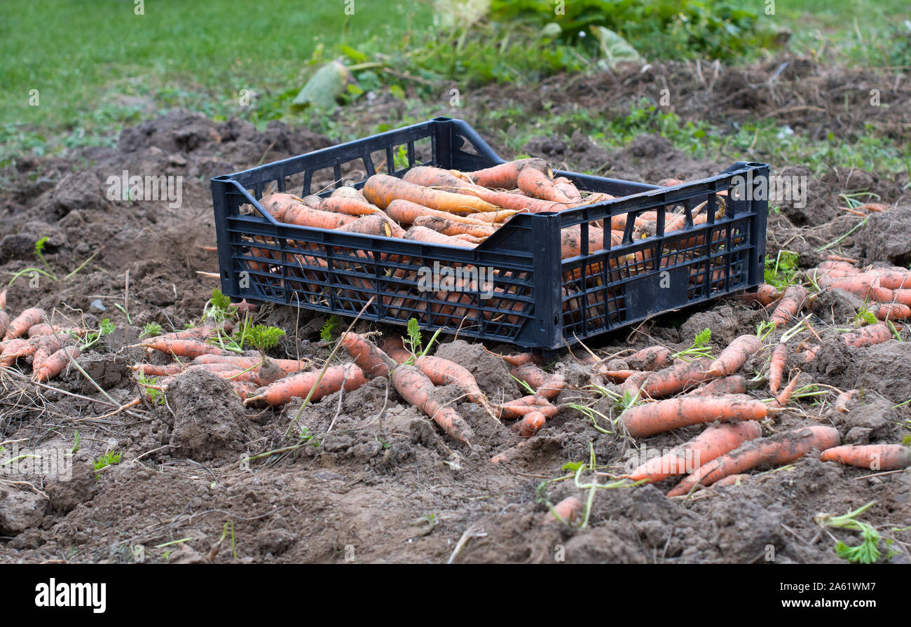 Carrot earth hi-res stock photography and images - Alamy