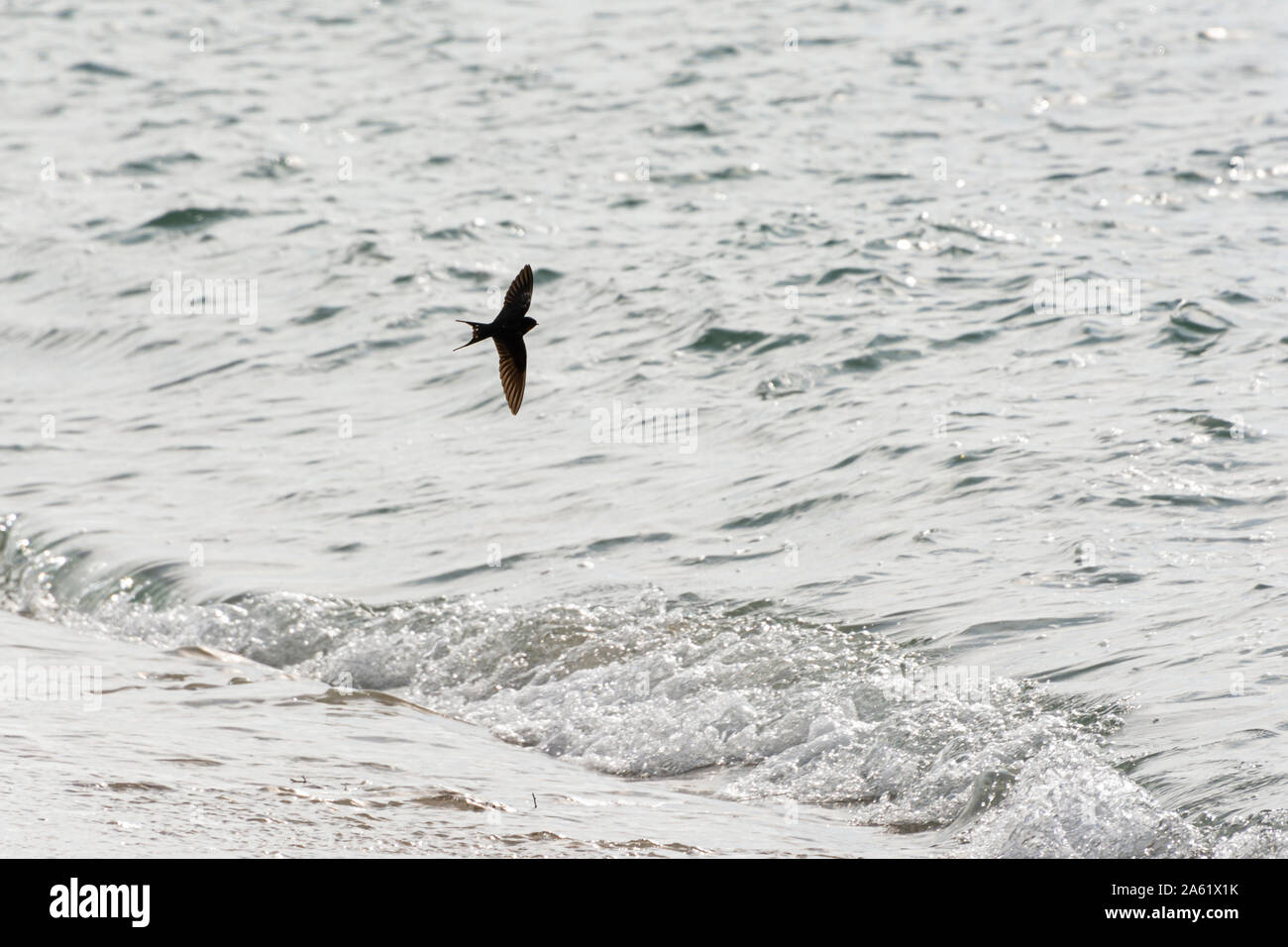 Swallow Flying Over Water High Resolution Stock Photography and Images ...