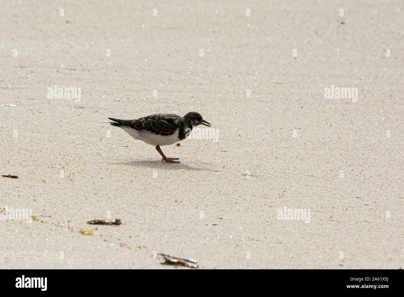 A turnstone (Arenaria interpres Stock Photo - Alamy