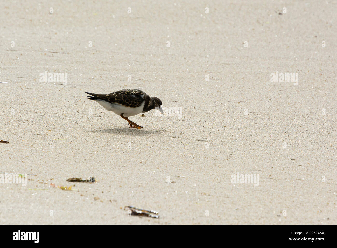 A turnstone (Arenaria interpres) eating a sand hopper (Talitrus ...