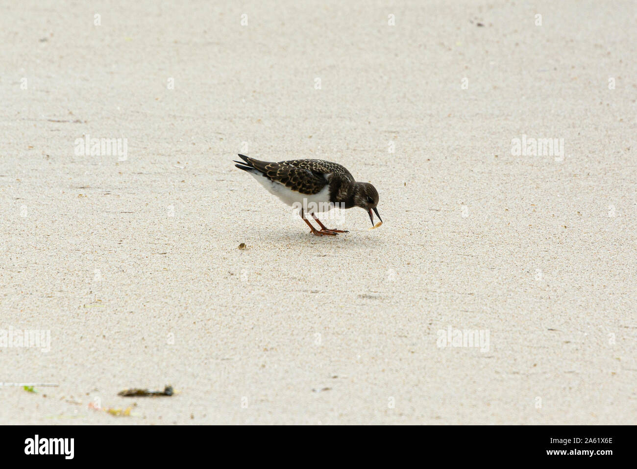 Sand hopper hi-res stock photography and images - Alamy