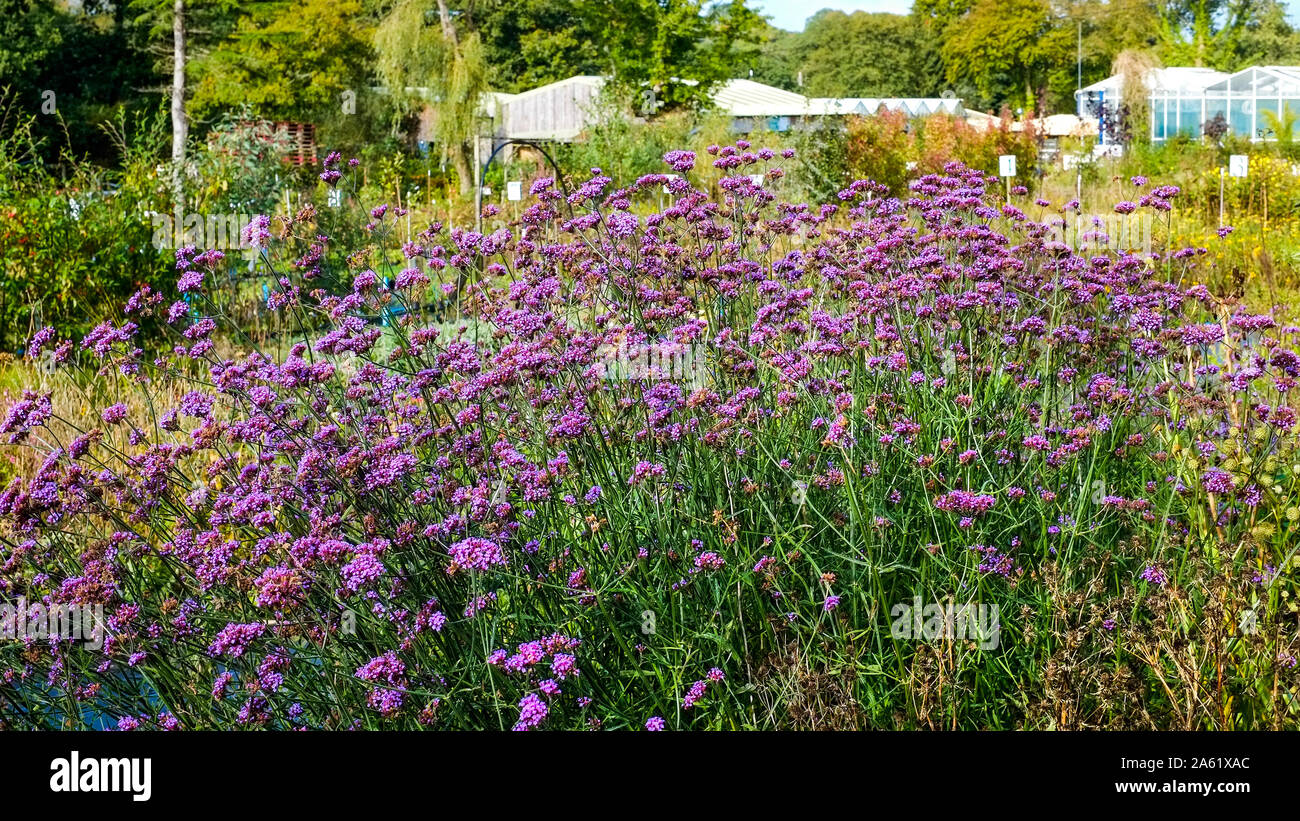 A panoramic image of Verbena Bonariensis growing in a garden nursery ...