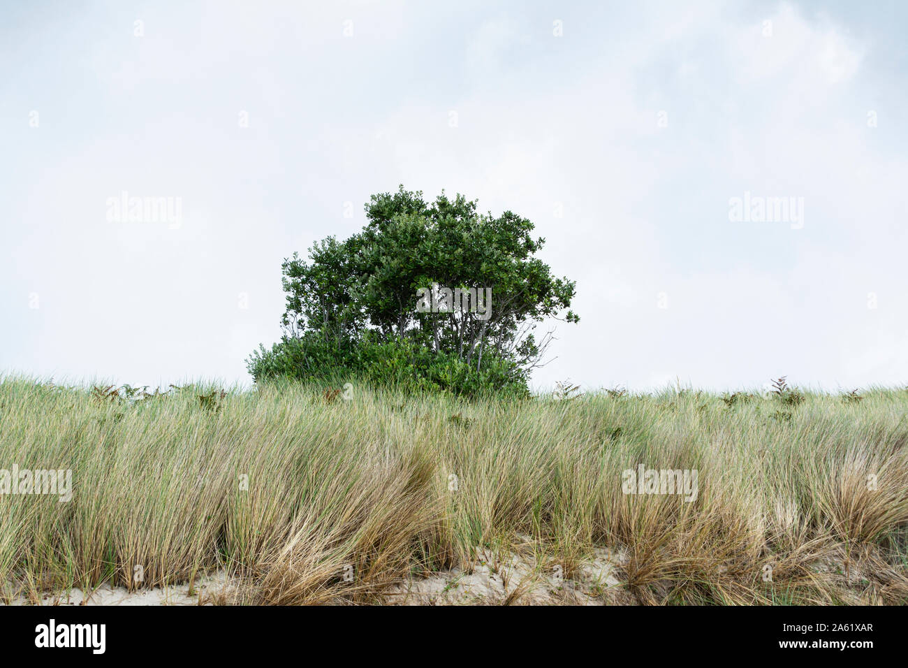 A tree and grasses on the sand dunes of Par beach St Martin's, Isles of ...