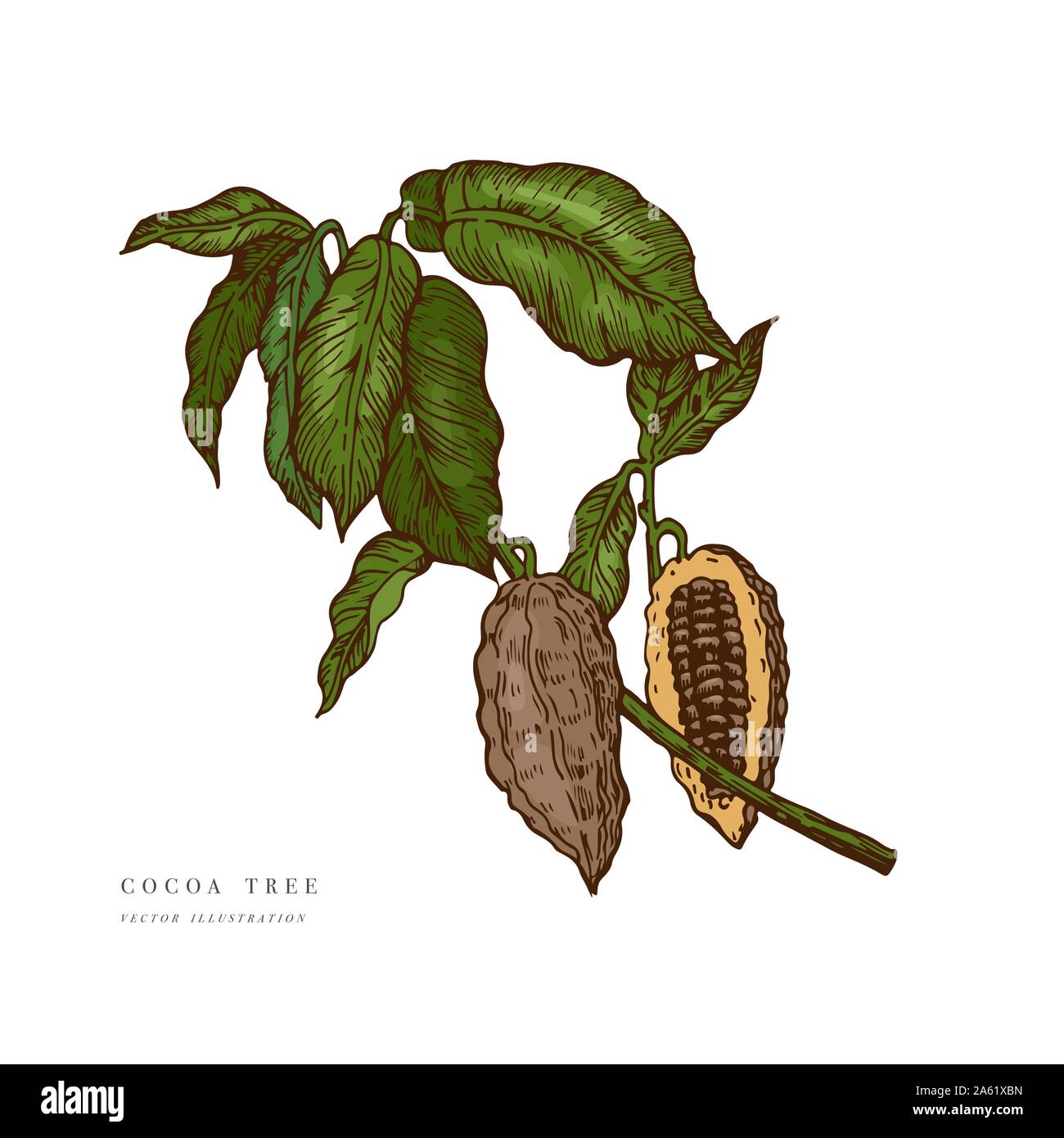 Cocoa beans branch colorful illustration. Engraved style illustration ...