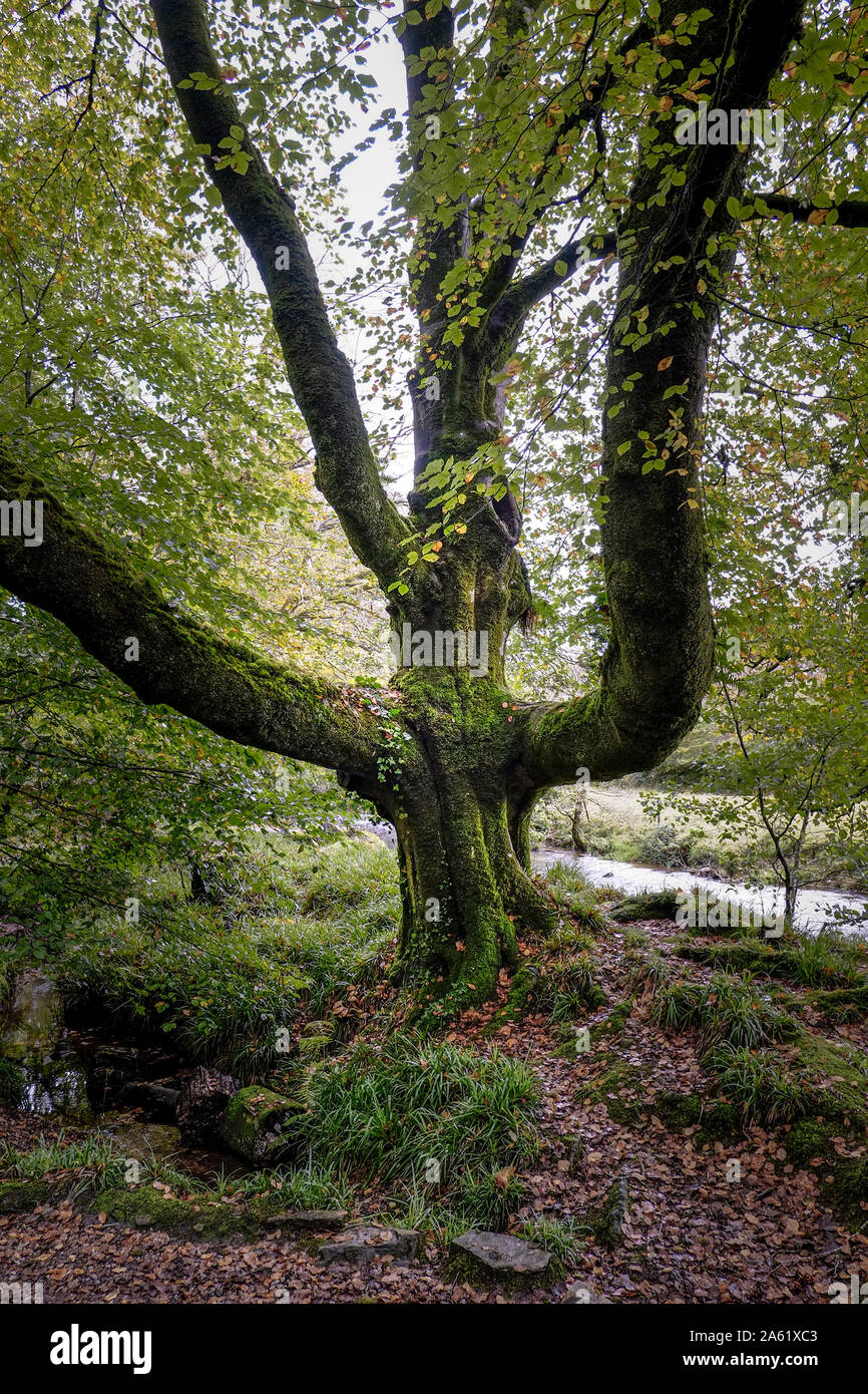 Very Old Beech Tree High Resolution Stock Photography and Images - Alamy