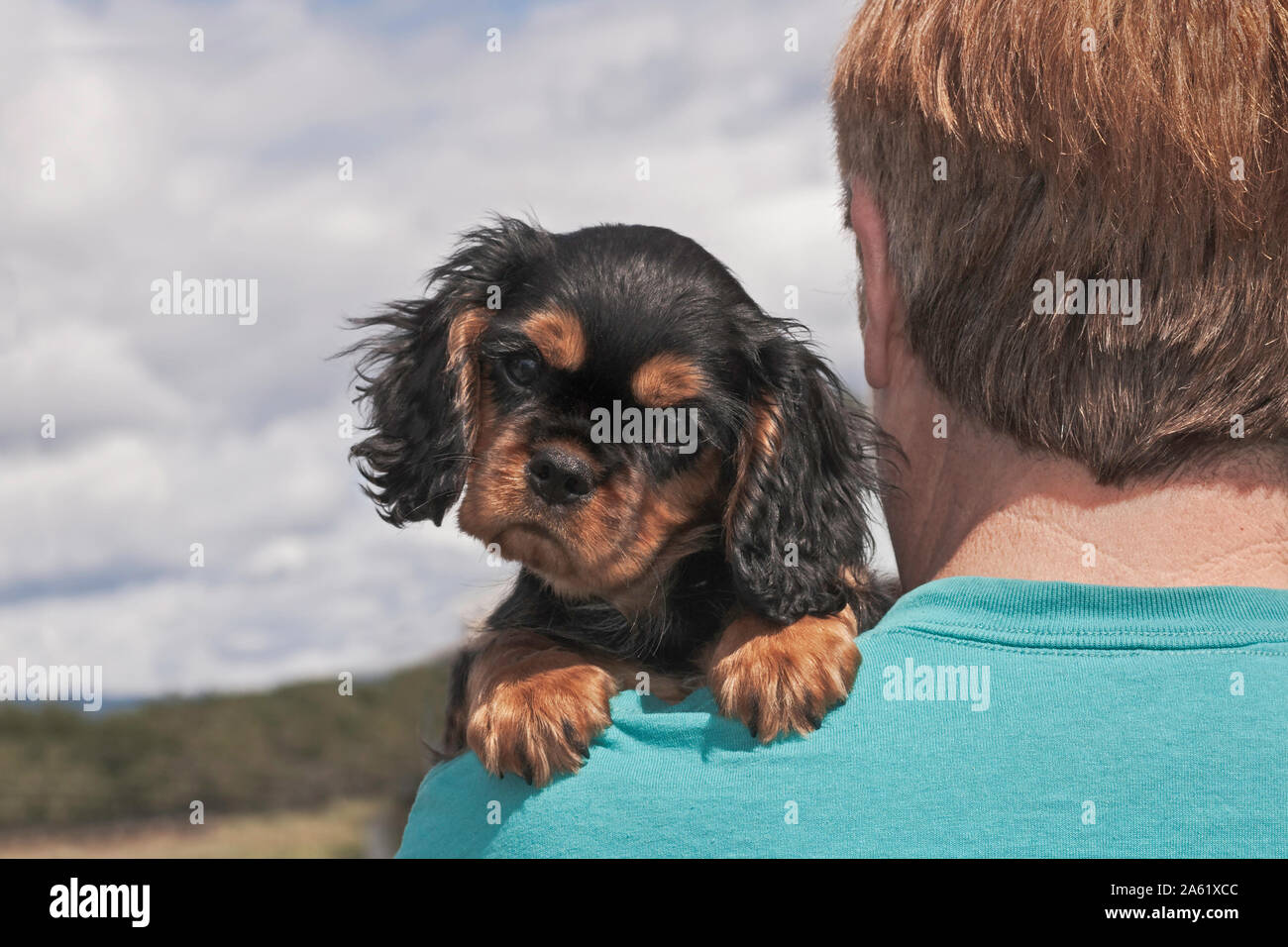 cavalier king charles puppy riding on owner's shoulder with a blurred ...
